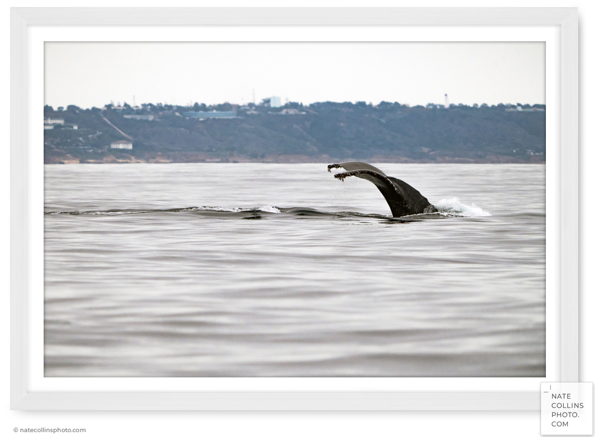 Humpback Whale Tail off Overcast San Diego - Nate Collins Photo