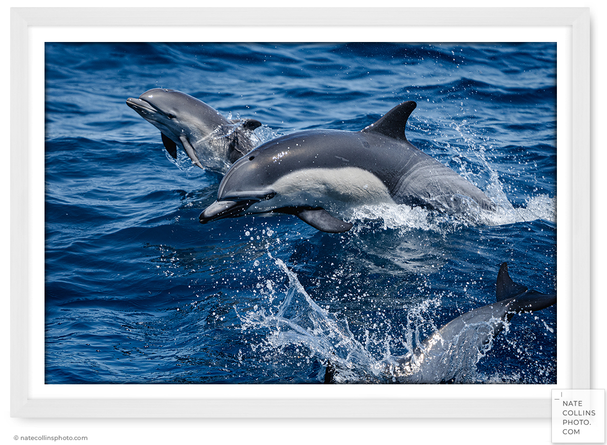 Cow Calf Common Dolphins - Nate Collins Photo